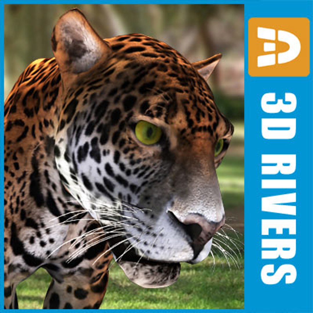 3d Wild Cats Feline Model