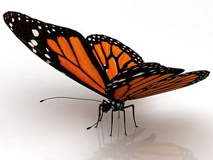 butterfly 3d max
