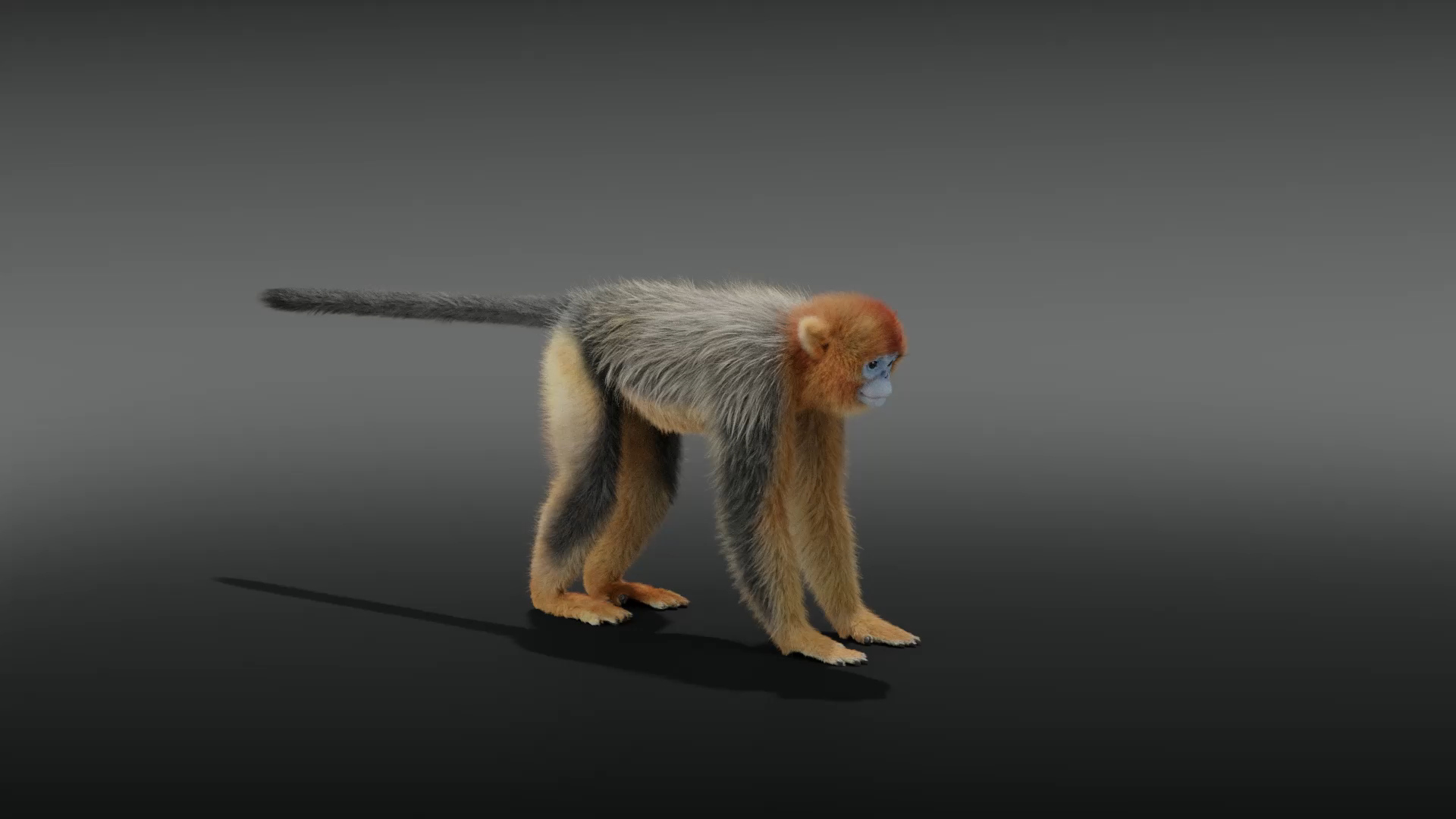 3D Rhinopithecus Roxellana Animation - TurboSquid 1665206