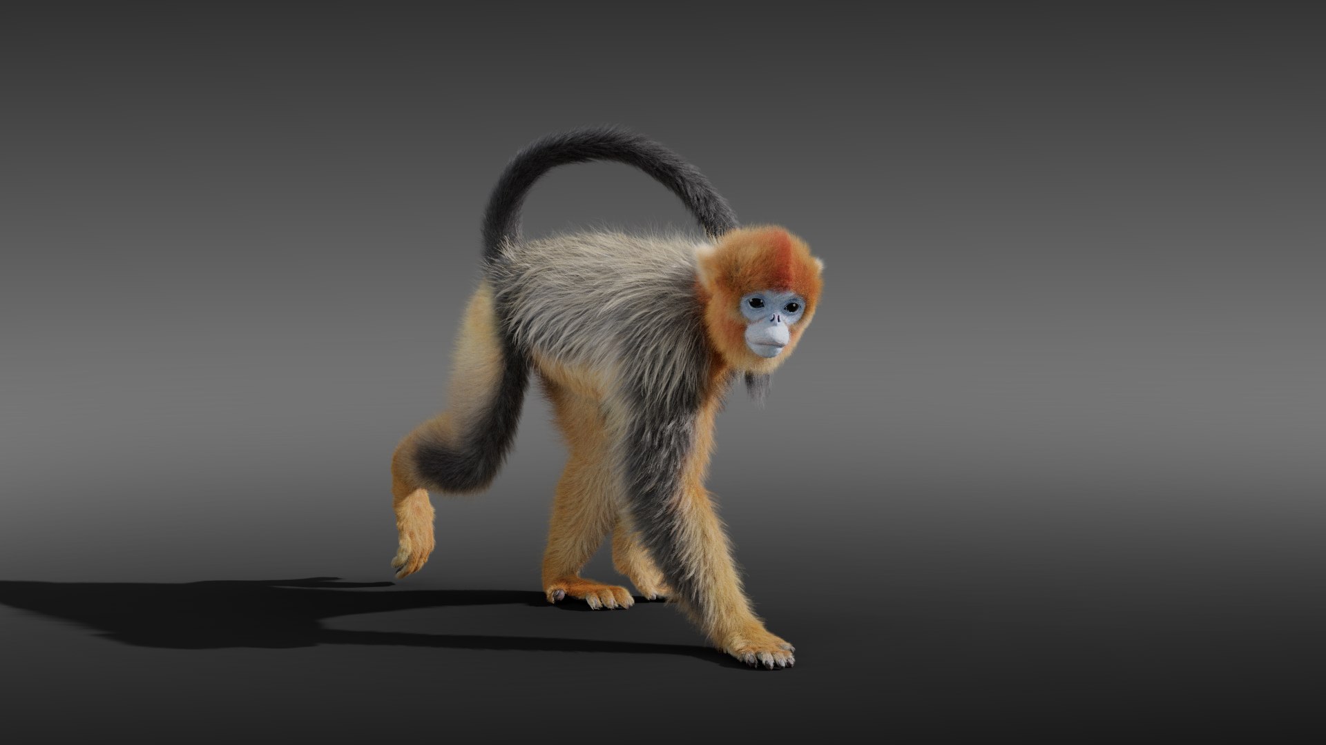 3D Rhinopithecus Roxellana Animation - TurboSquid 1665206