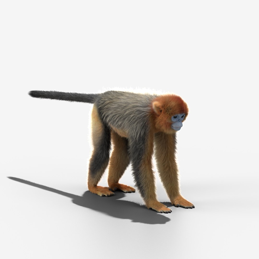 3D rhinopithecus roxellana animation - TurboSquid 1665206