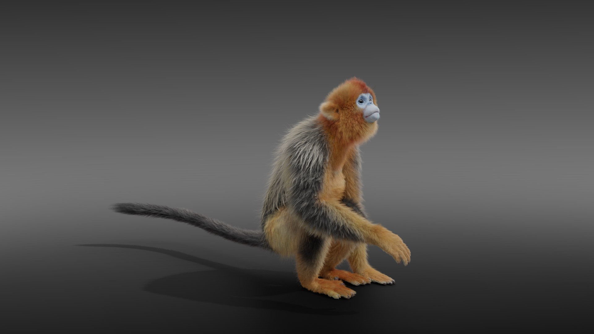 3D Rhinopithecus Roxellana Animation - TurboSquid 1665206