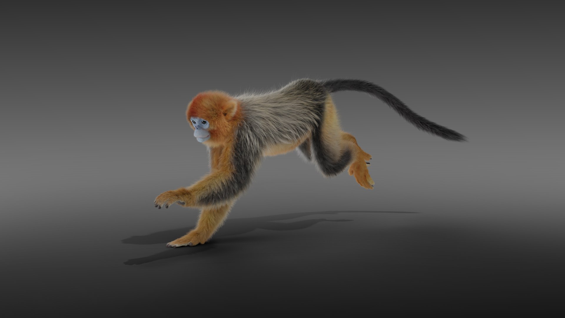 3D Rhinopithecus Roxellana Animation - TurboSquid 1665206