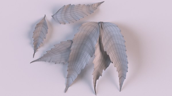 Neem leaves 3D 모델 - TurboSquid 1906762