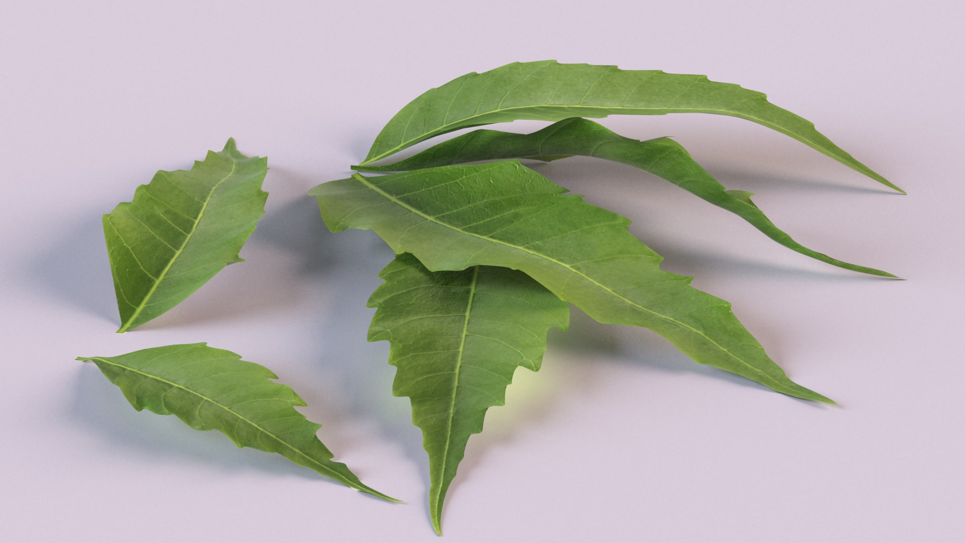 Neem Leaves 3D Model - TurboSquid 1906762