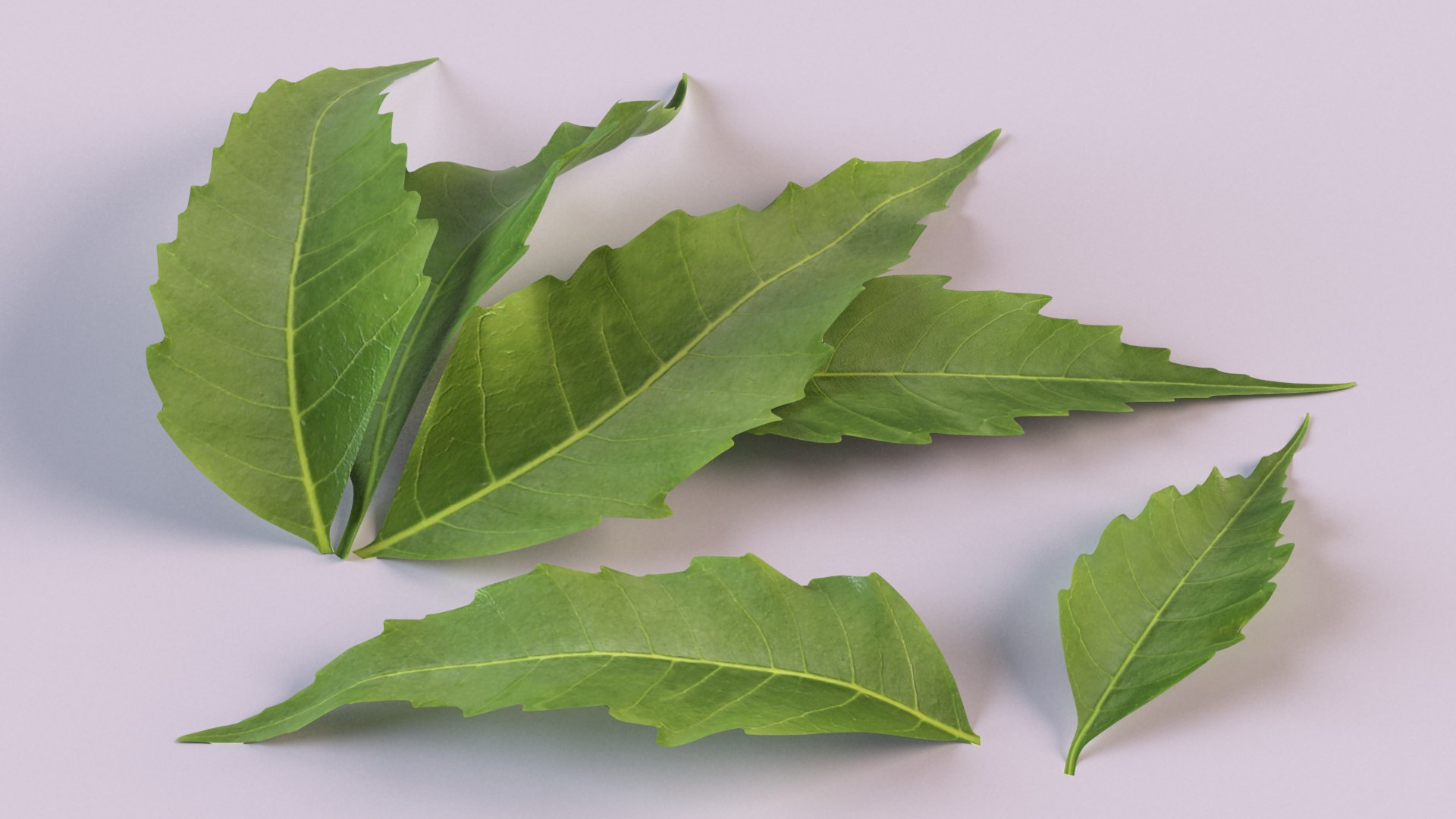 Neem Leaves 3D Model - TurboSquid 1906762