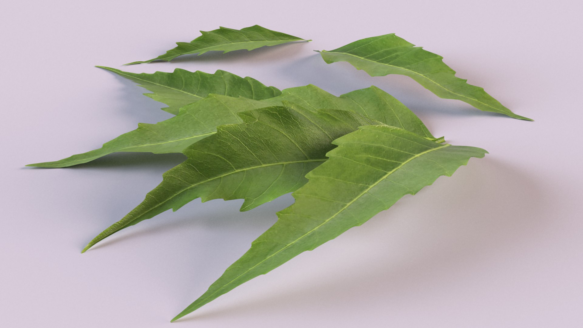 Neem Leaves 3D Model - TurboSquid 1906762