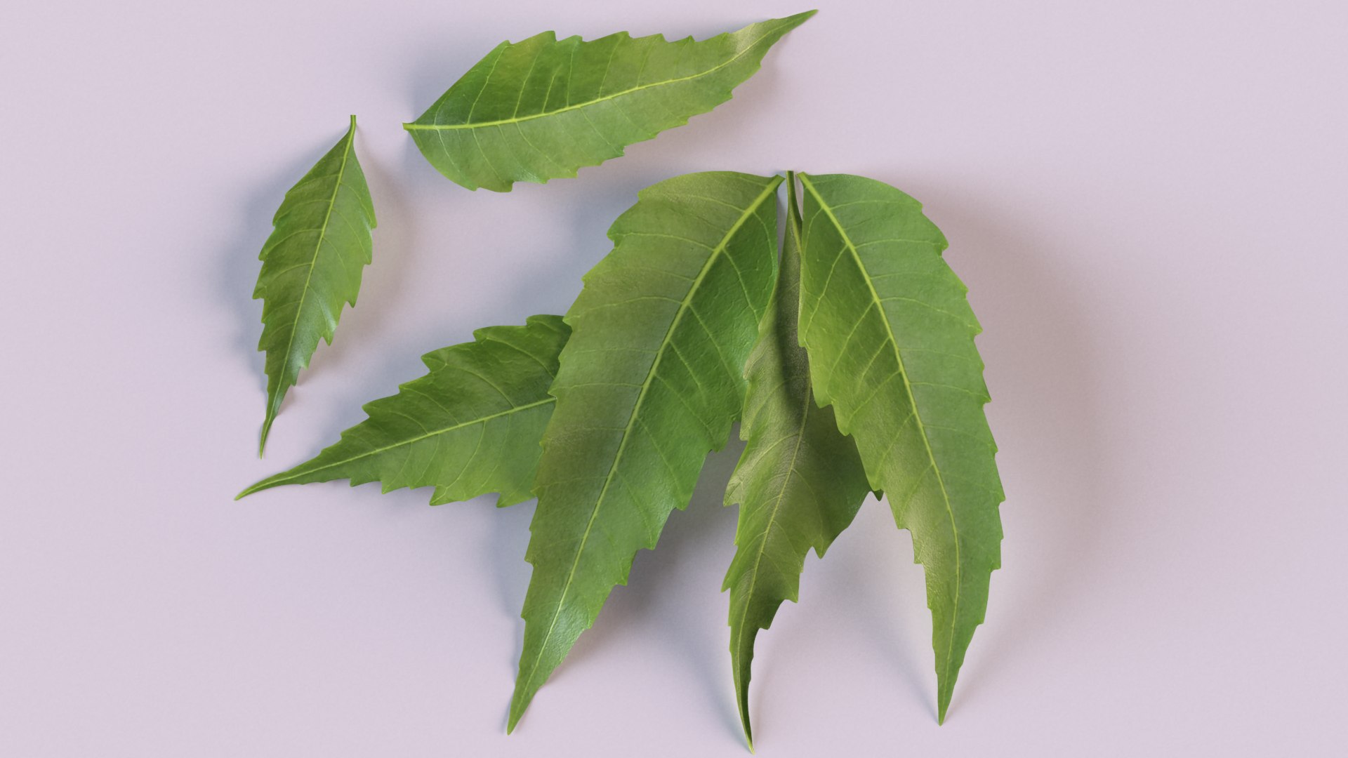 Neem Leaves 3D Model - TurboSquid 1906762