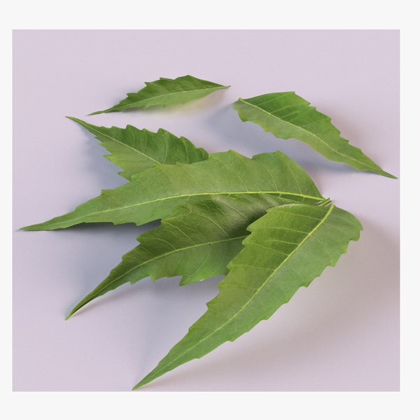 Neem leaves 3D model - TurboSquid 1906762