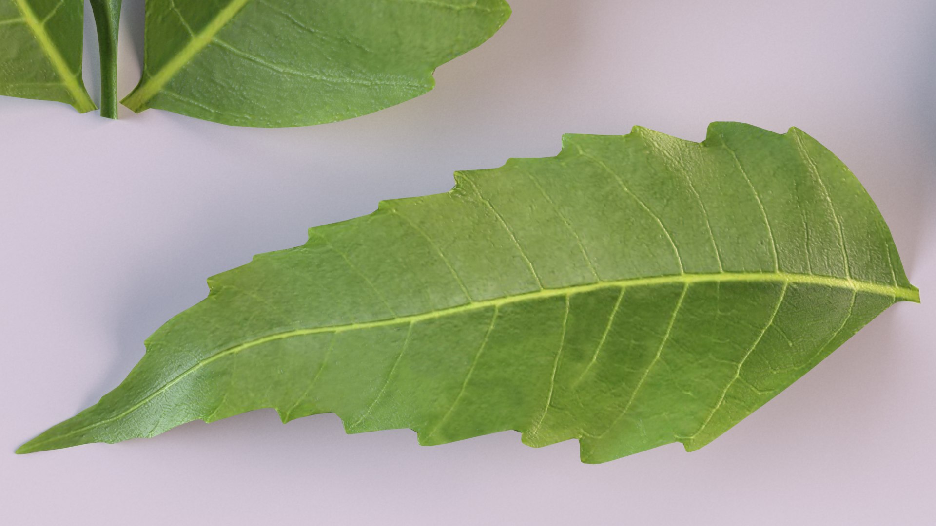 Neem Leaves 3D Model - TurboSquid 1906762