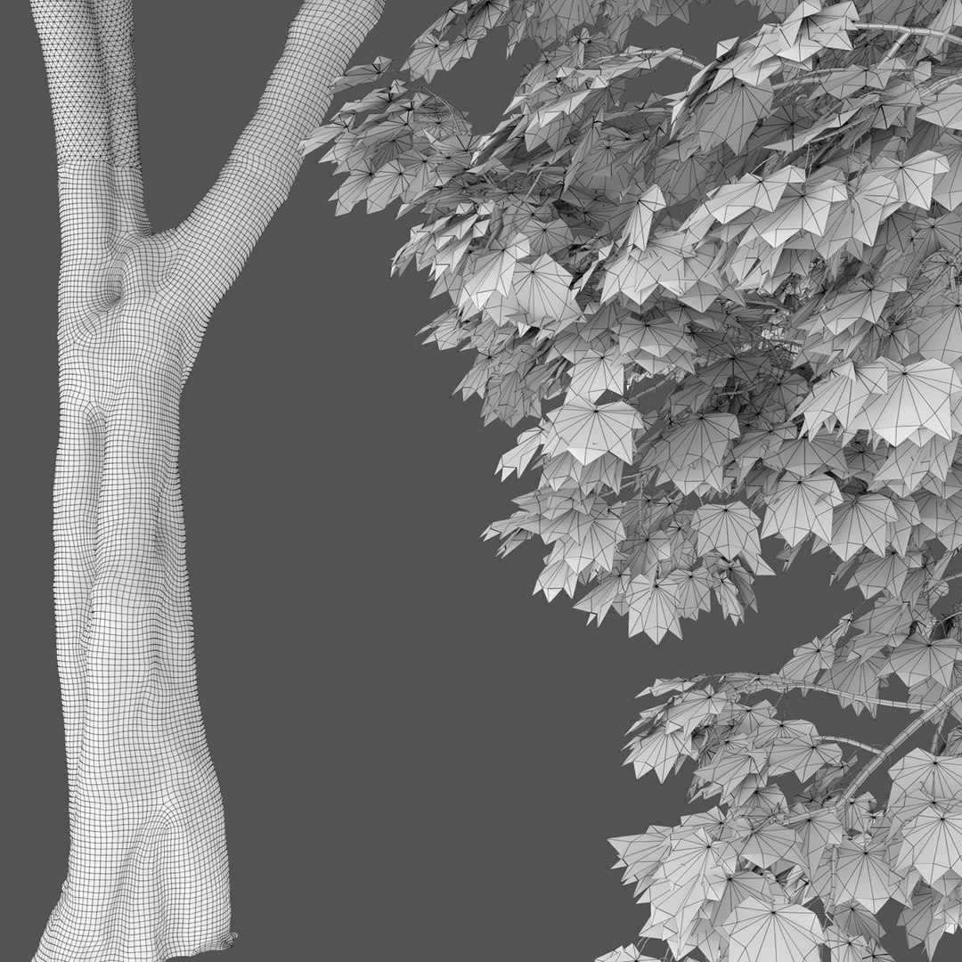 3D Tree Maple Model - TurboSquid 1692671