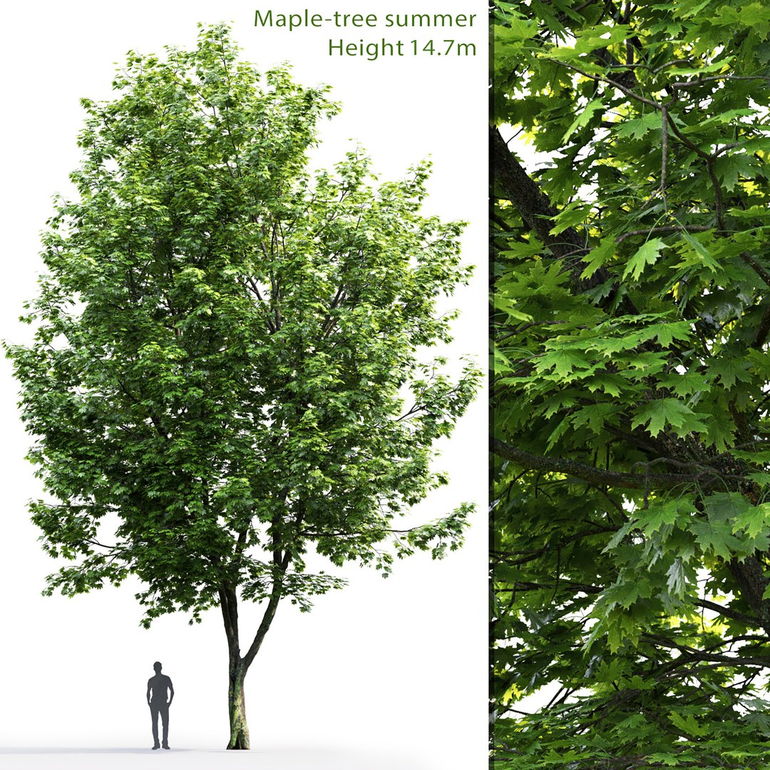 3D Tree Maple Model - TurboSquid 1692671