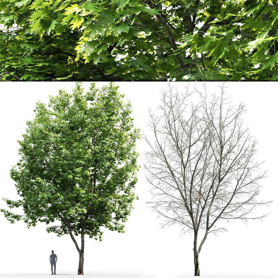 3D Tree Maple Model - TurboSquid 1692671