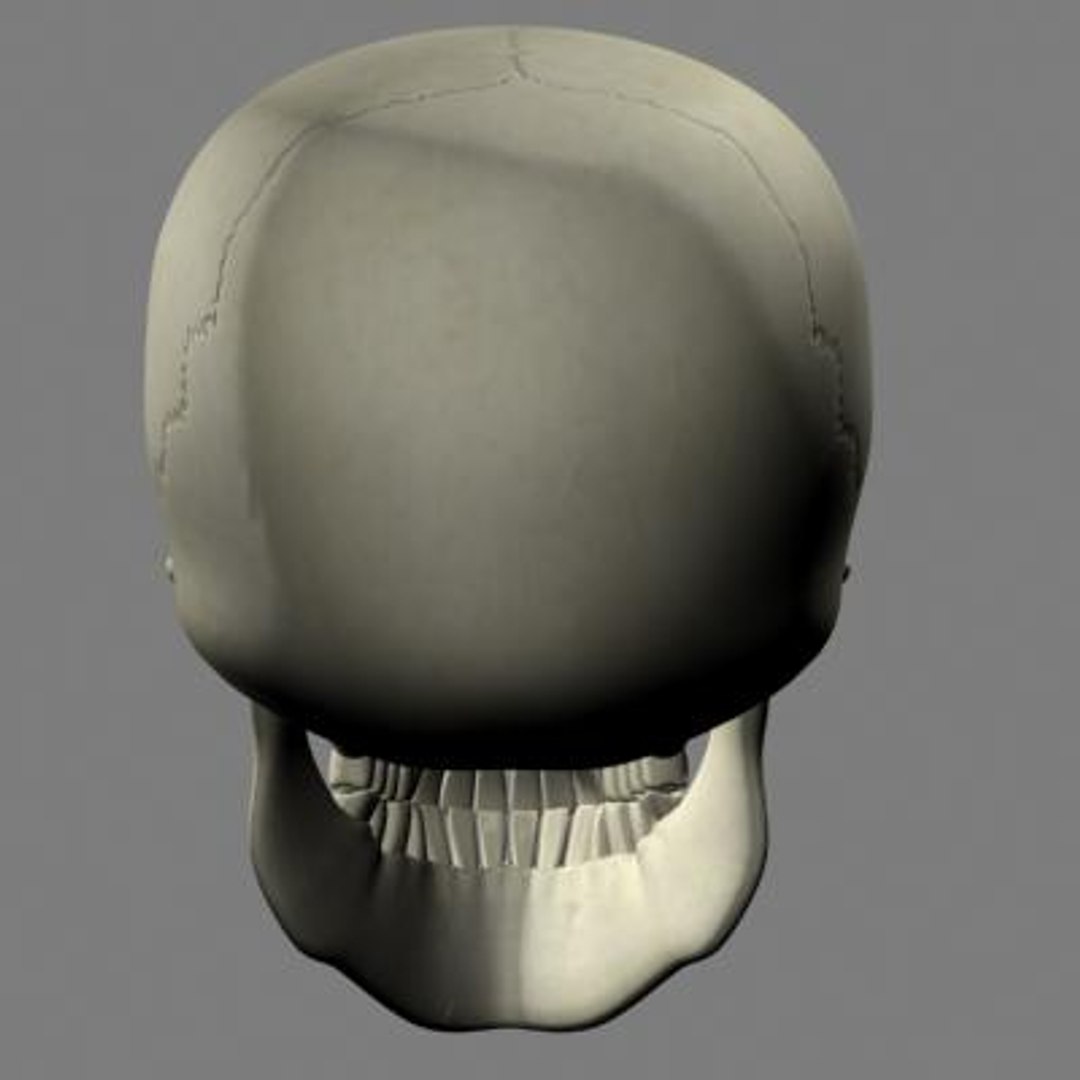 3d Human Skull Model