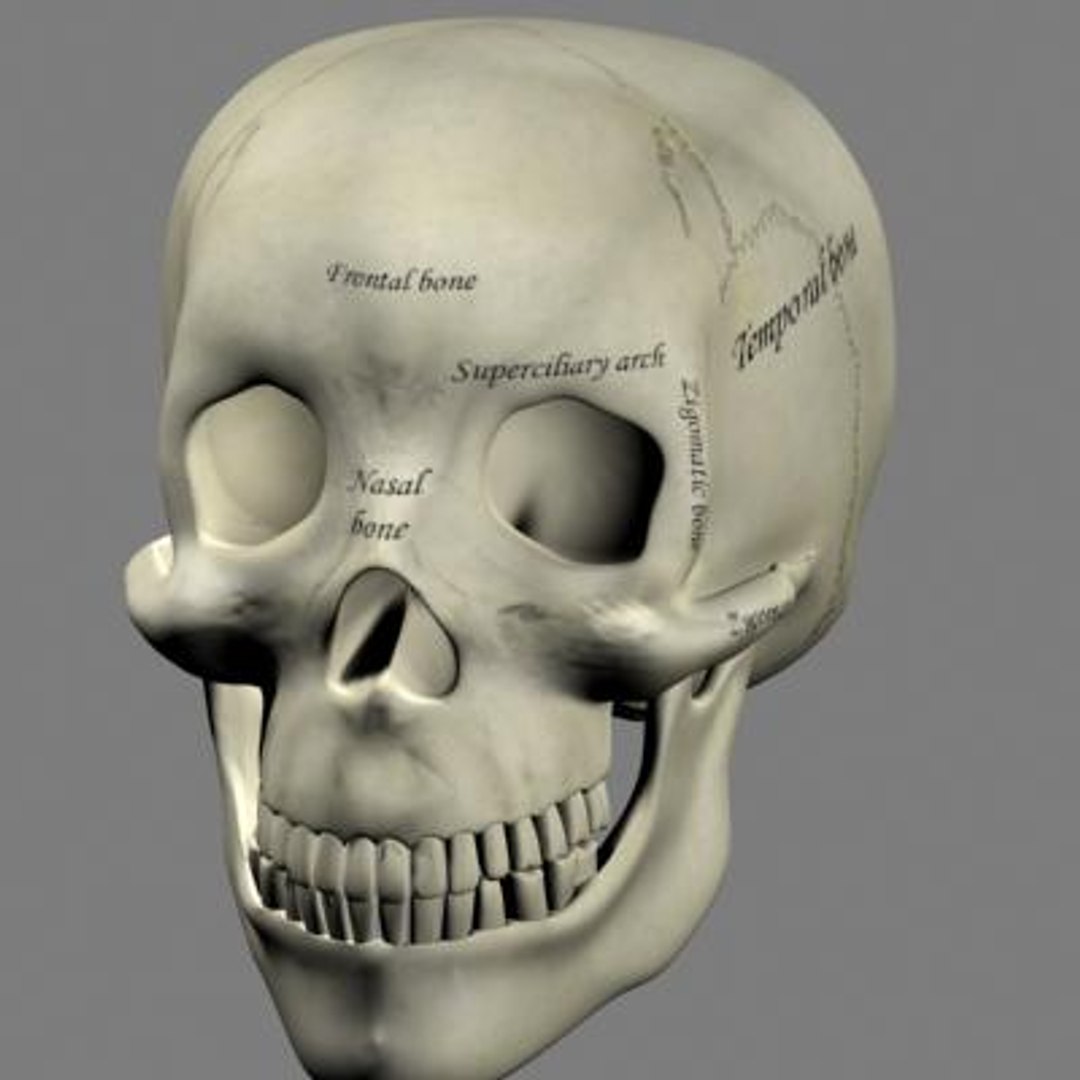 3d Human Skull Model
