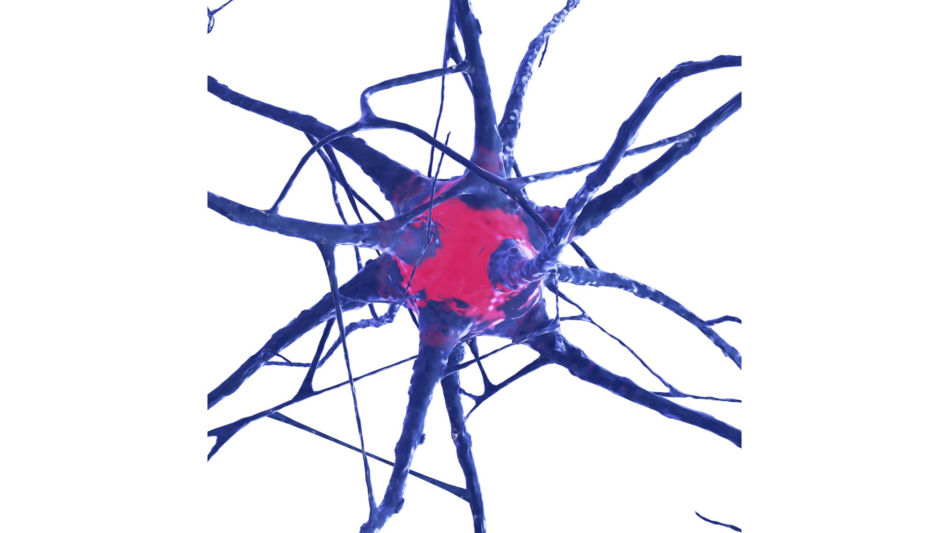 Nerve Cell 3D Model - TurboSquid 1925264