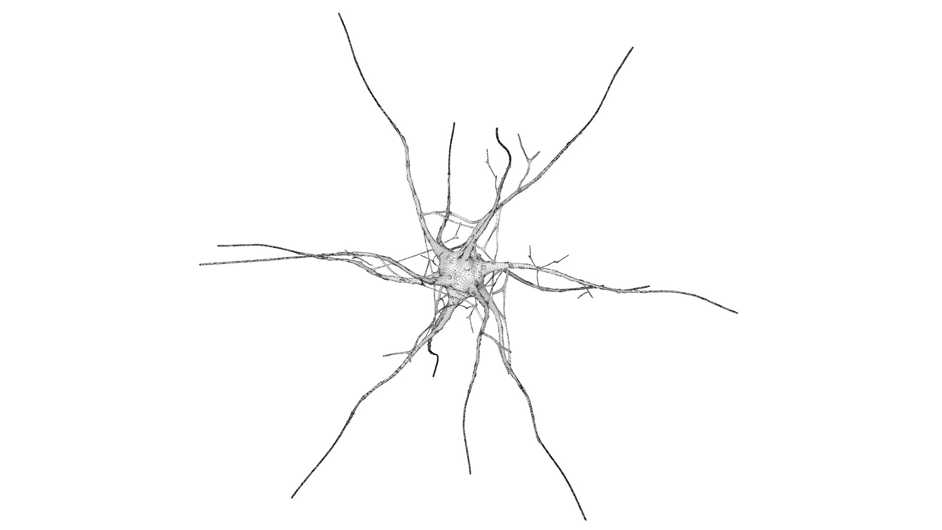 Nerve Cell 3D Model - TurboSquid 1925264