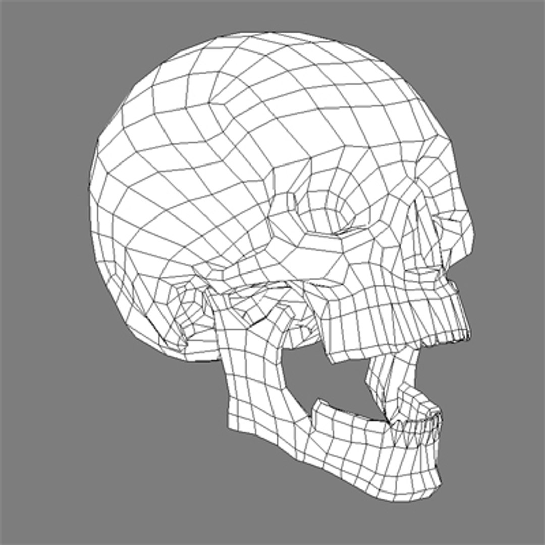 3d Model Skull Mandible