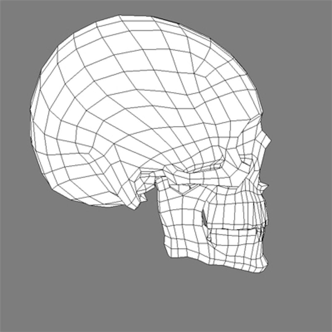 3d Model Skull Mandible