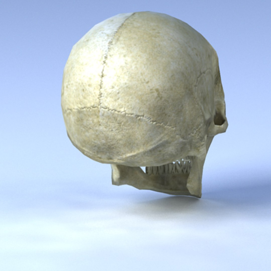 3d Model Skull Mandible