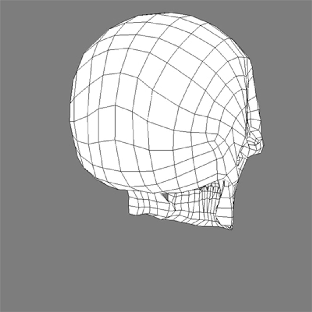 3d Model Skull Mandible