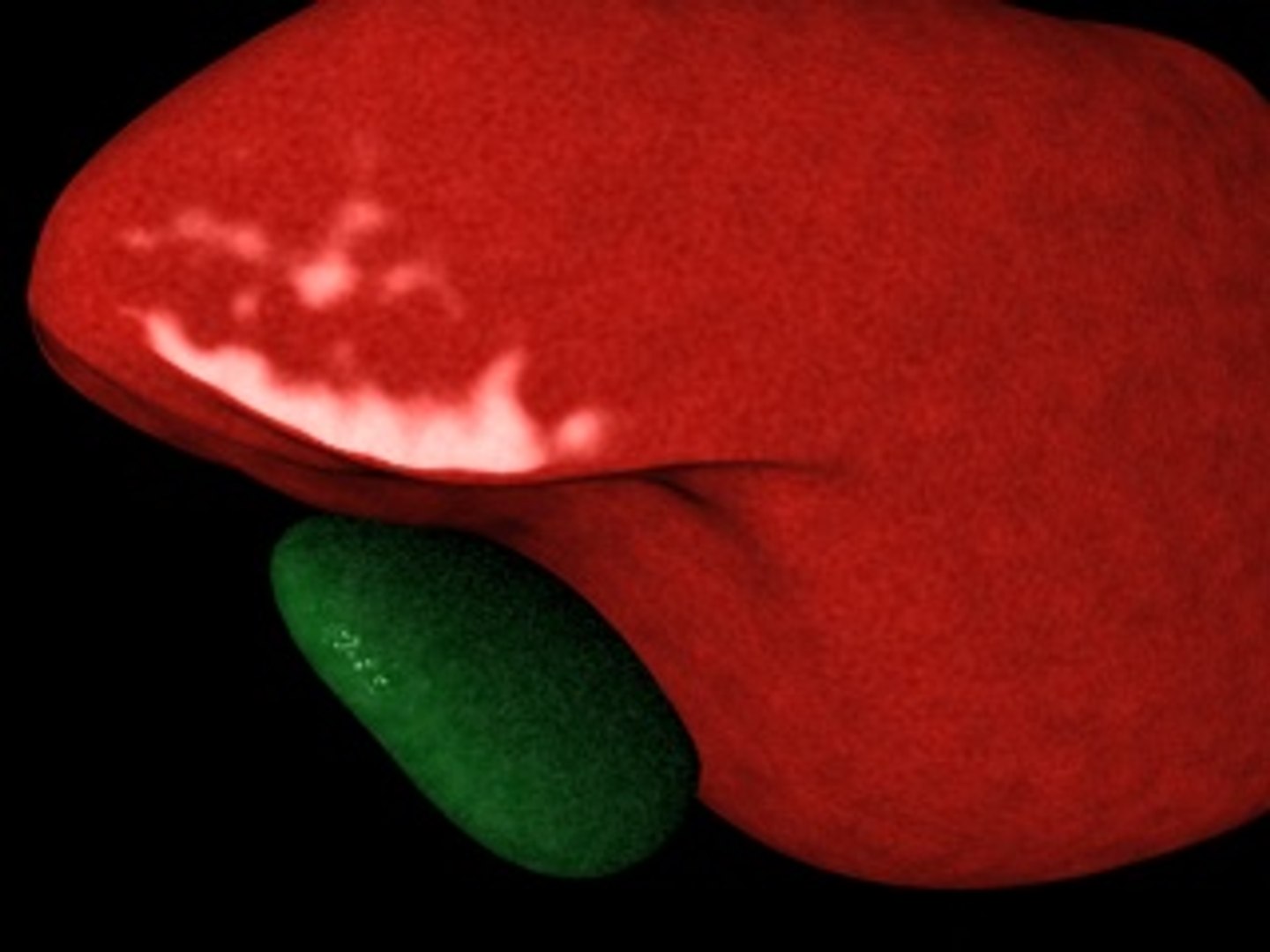 Liver Bladder 3d Model