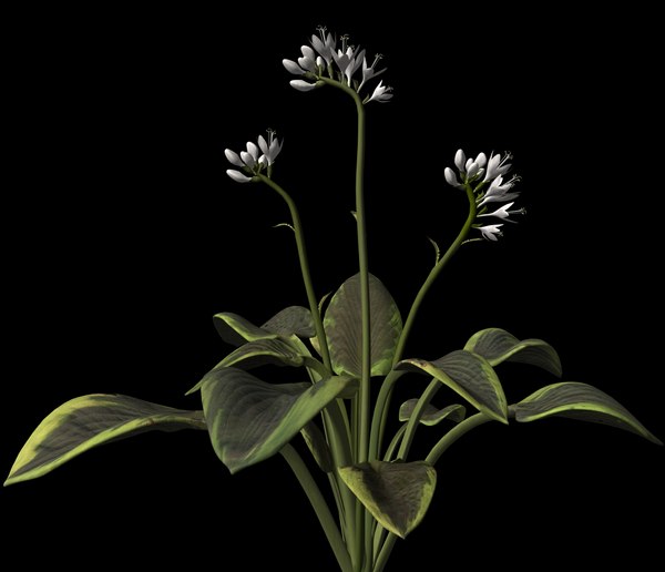 Hosta 3D Models for Download | TurboSquid