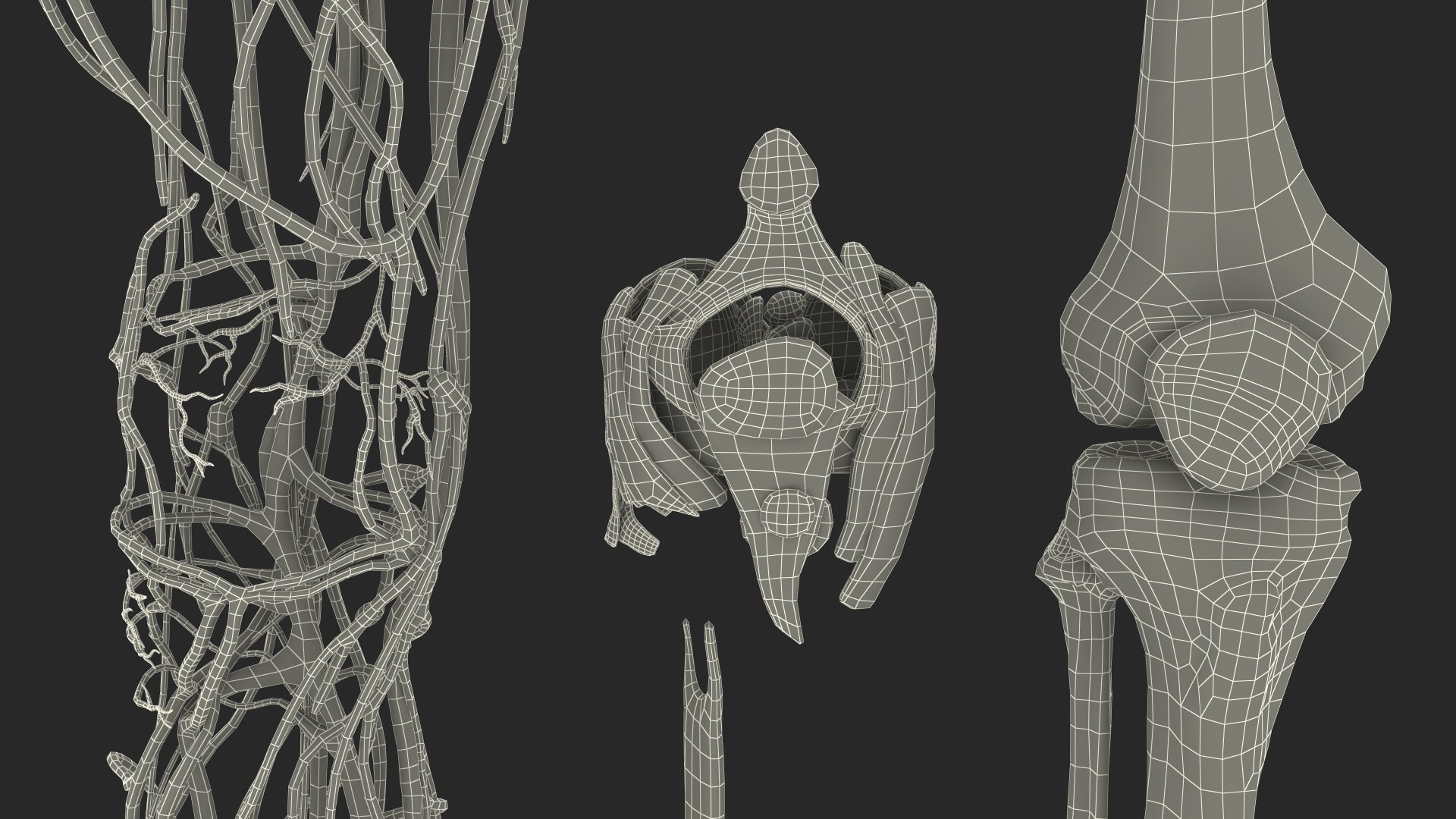 Knee Human Anatomy Rigged 3D Model - TurboSquid 1585713