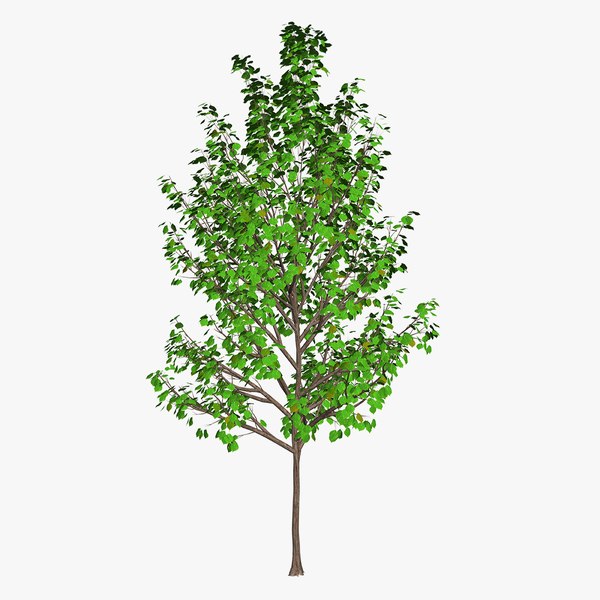 Sketchup Leaf Models Turbosquid