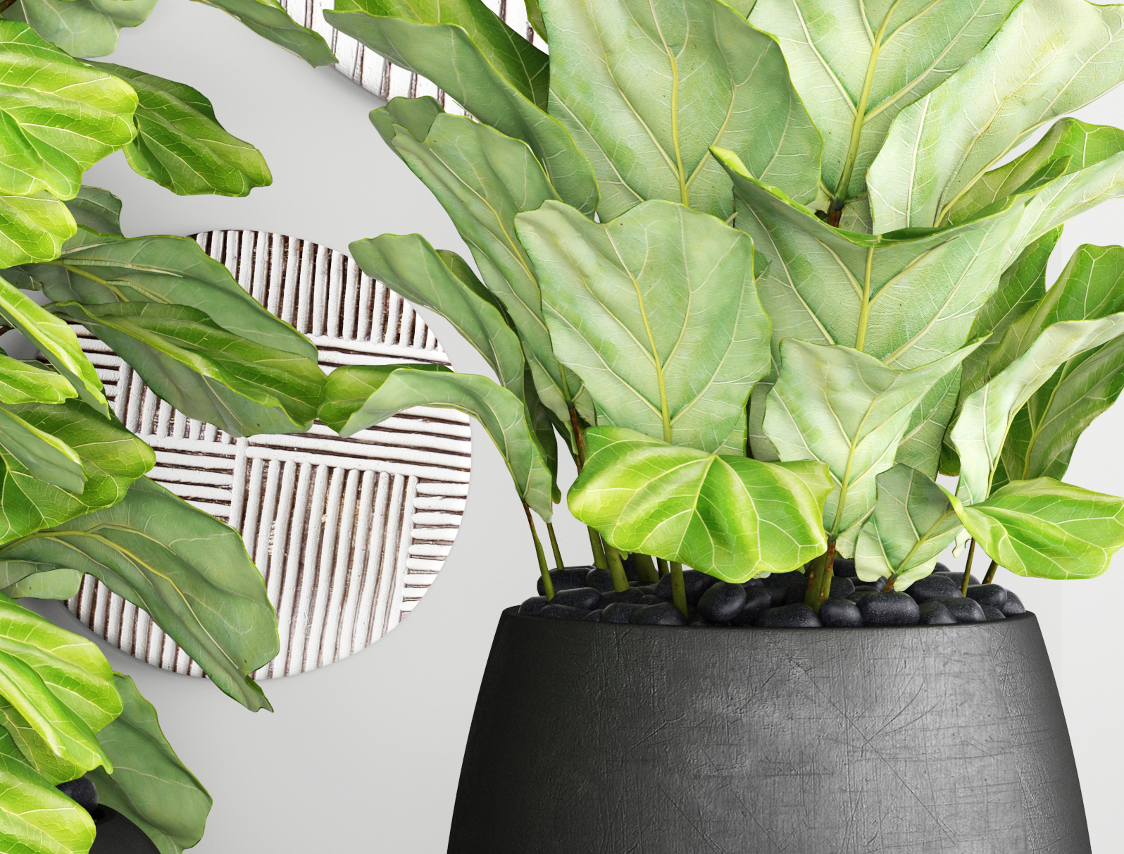 3D ficus lyrata trees - TurboSquid 1153494