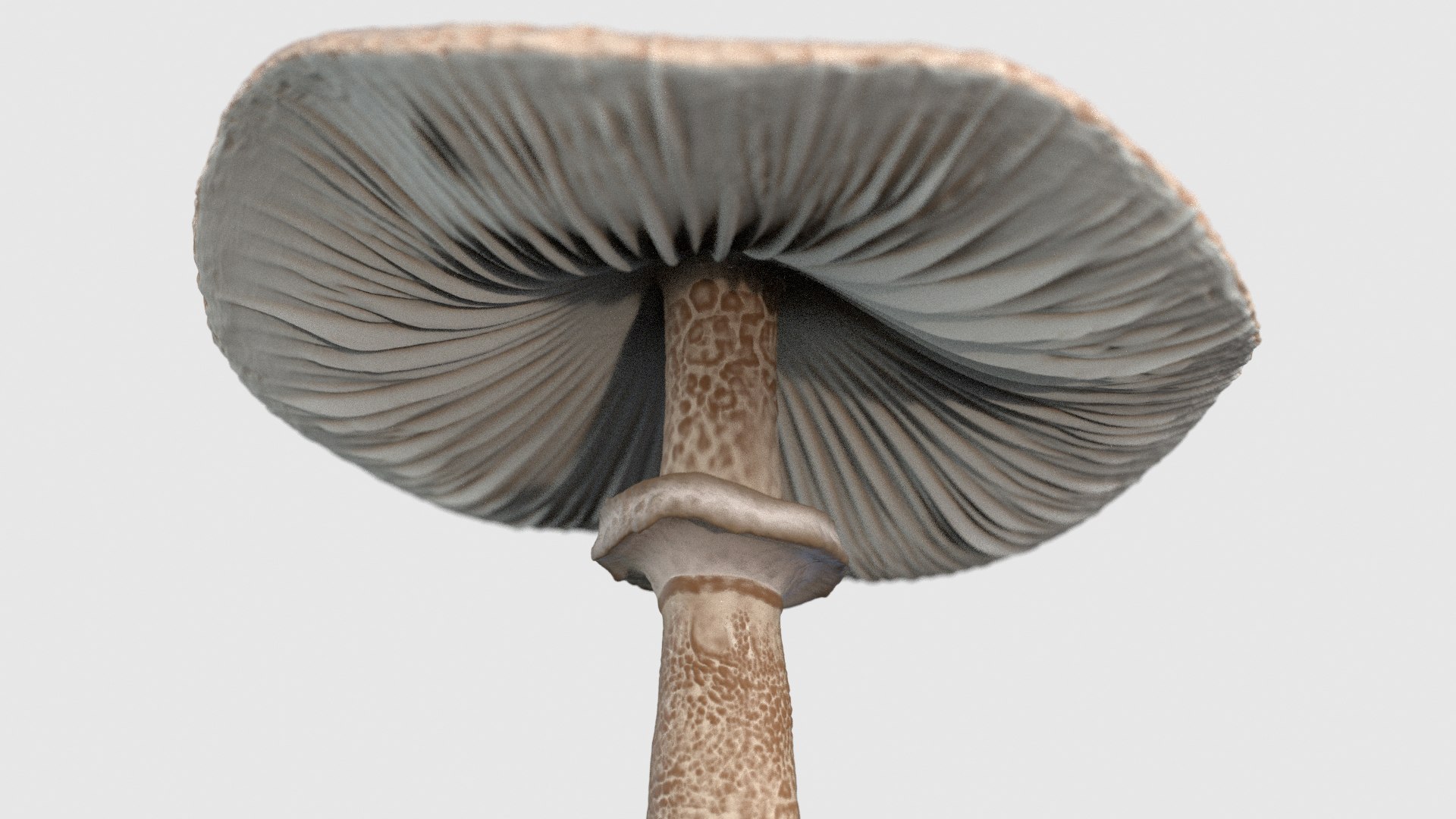 3D Mushroom Nature Fungus Model - TurboSquid 1369175