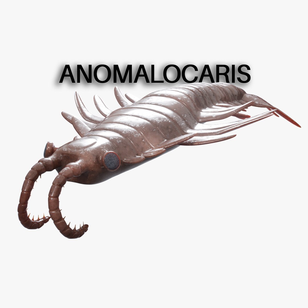3D Anomalocaris 3D Model Model - TurboSquid 2326595