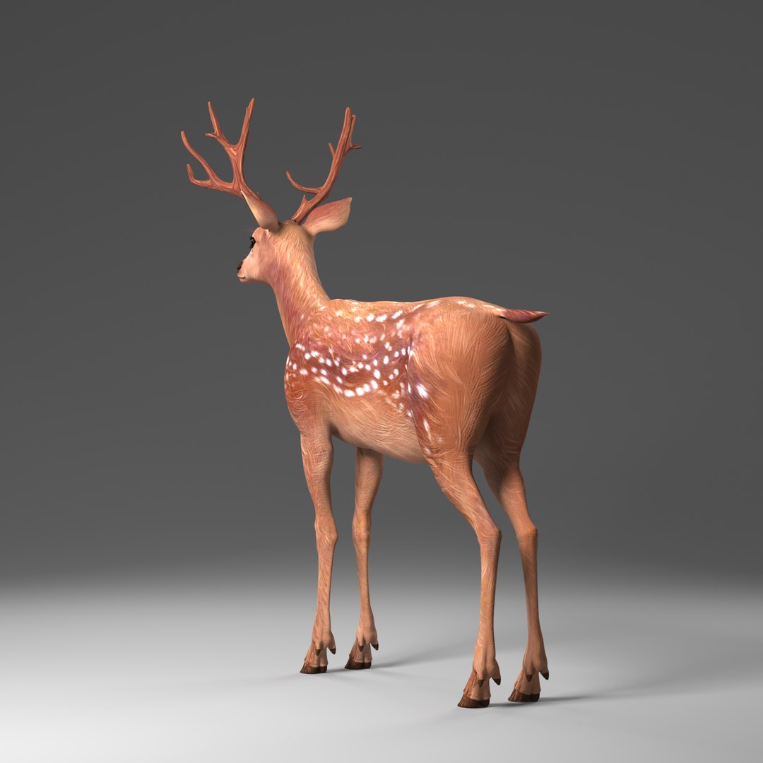 3d Deer Model