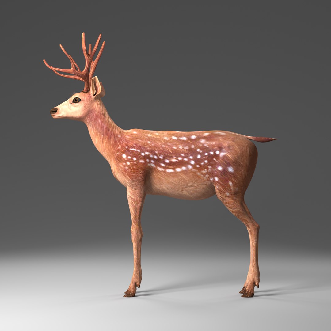 3d Deer Model