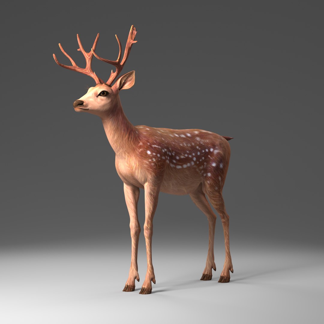 3d Deer Model