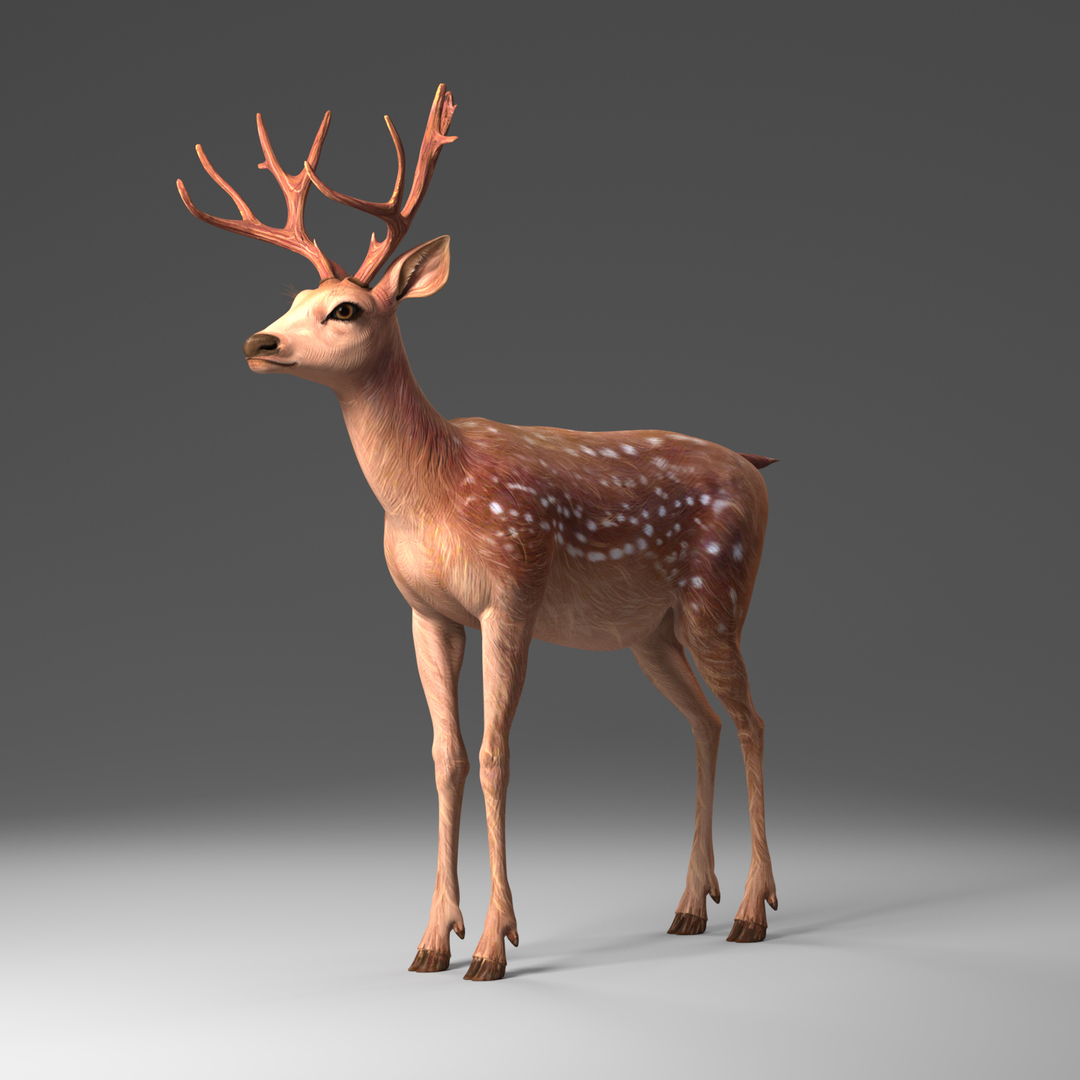 3d deer model
