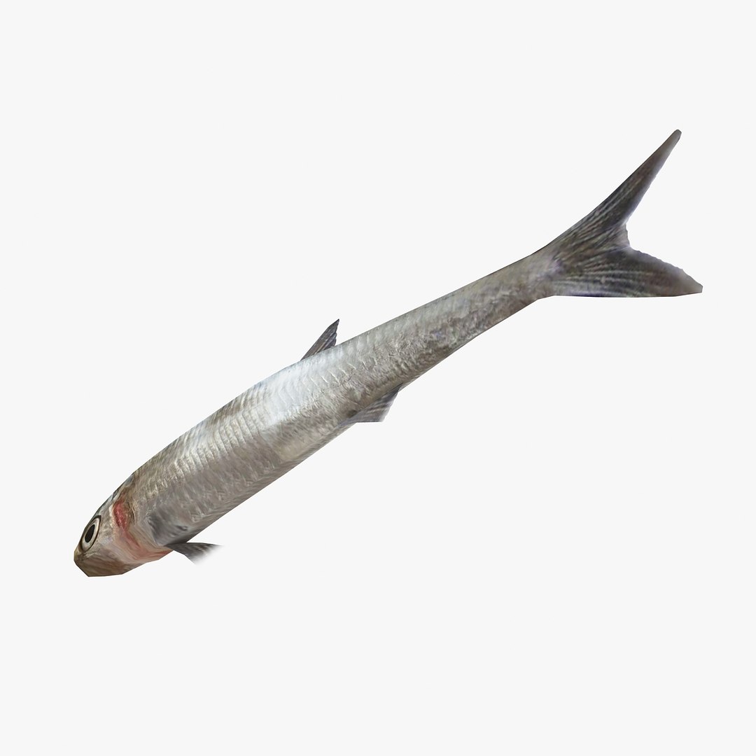 3ds Max Anchovy