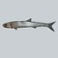 3ds Max Anchovy