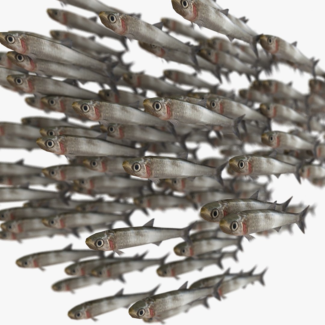 3ds Max Anchovy