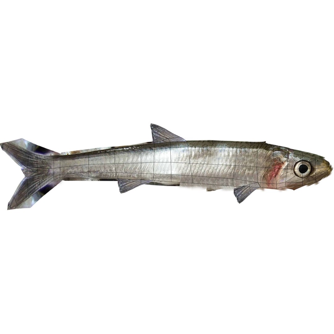 3ds Max Anchovy