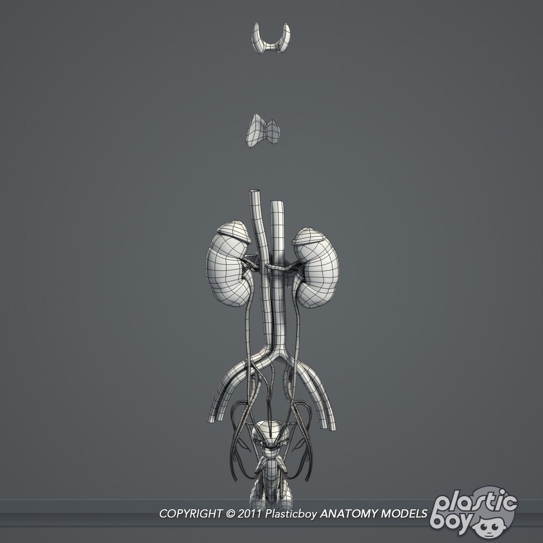 Male Female Reproductive Urinary 3d 3ds
