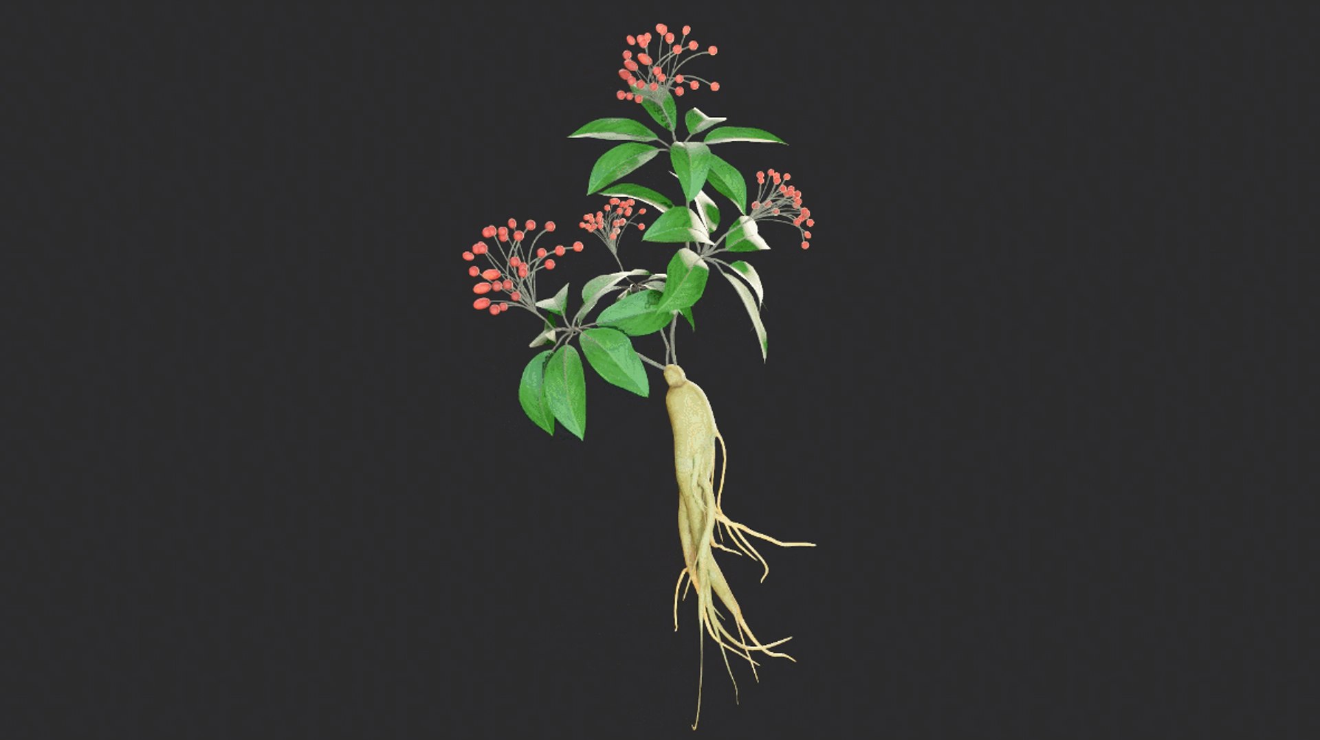 Plant Ginseng 3D Model - TurboSquid 2195736