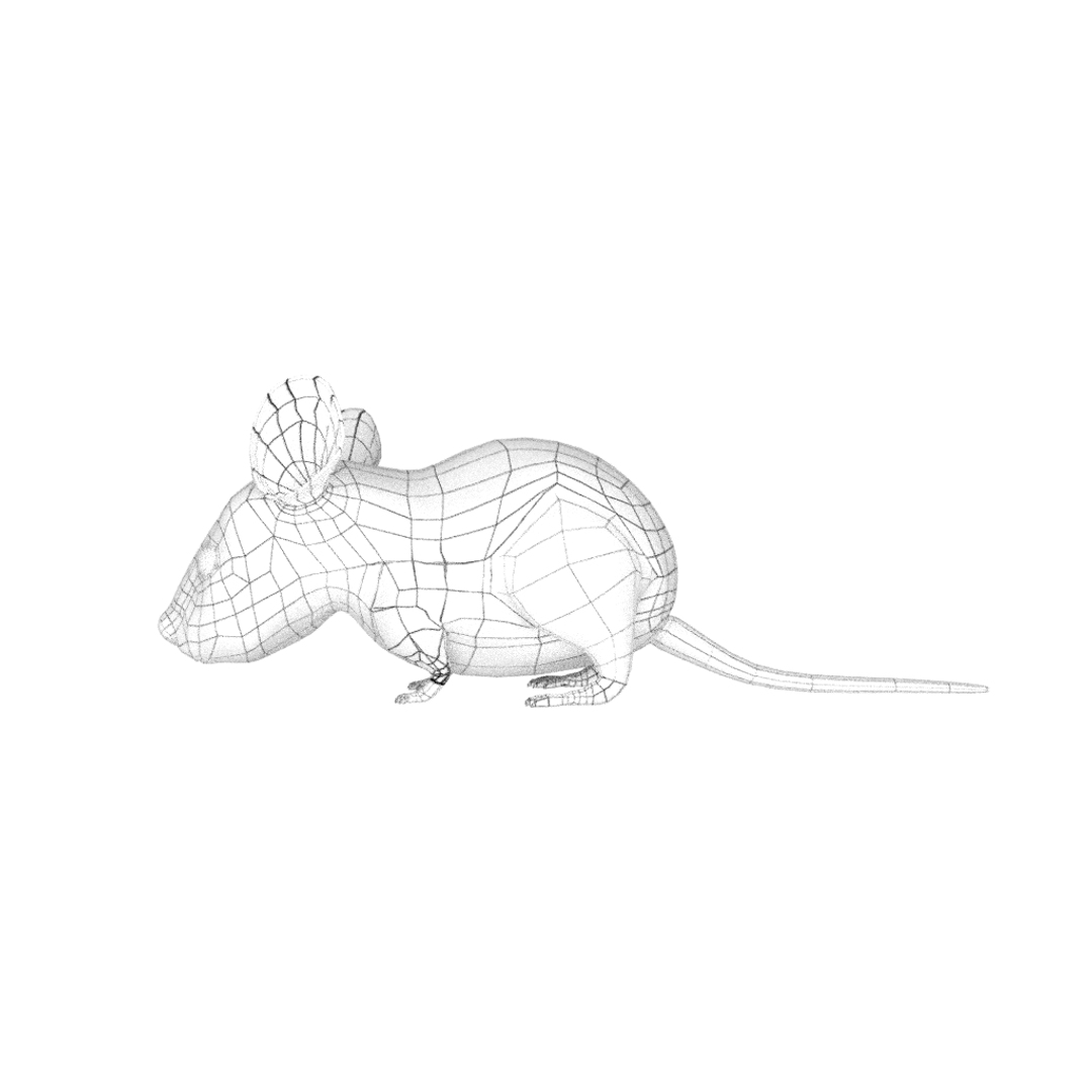 Mouse 3d Model