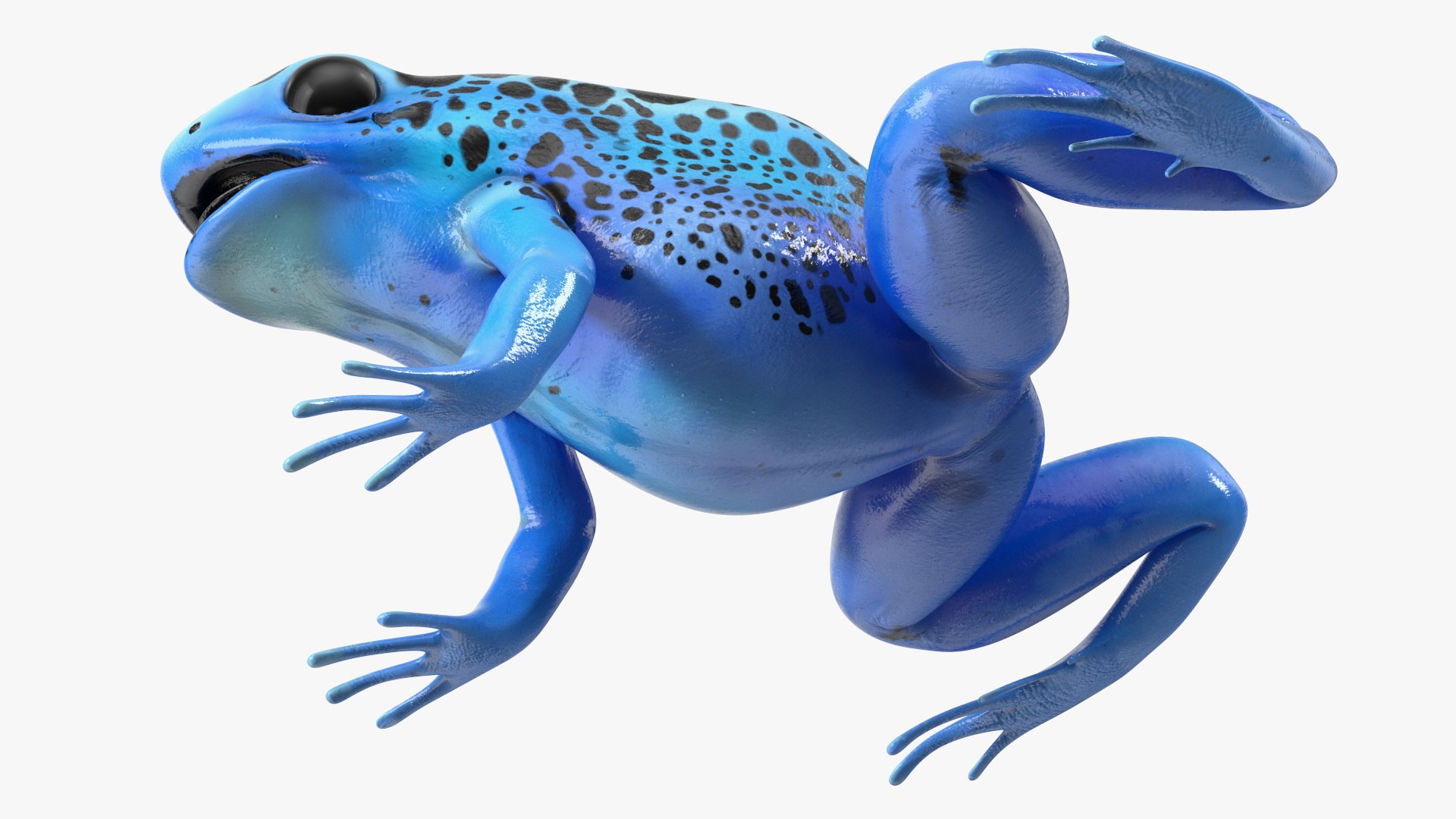 3D Blue Poison Dart Frog Model - TurboSquid 2188877
