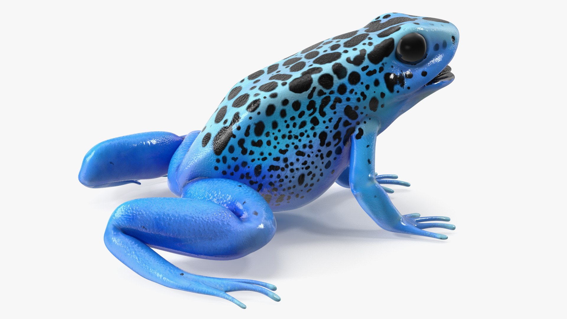 3D Blue Poison Dart Frog Model - TurboSquid 2188877