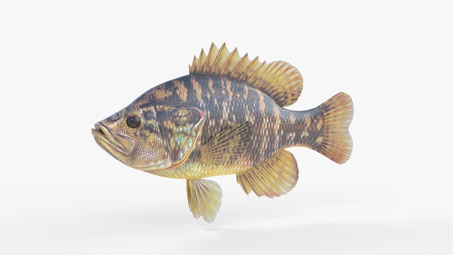 Warmouth 3D - TurboSquid 1773047