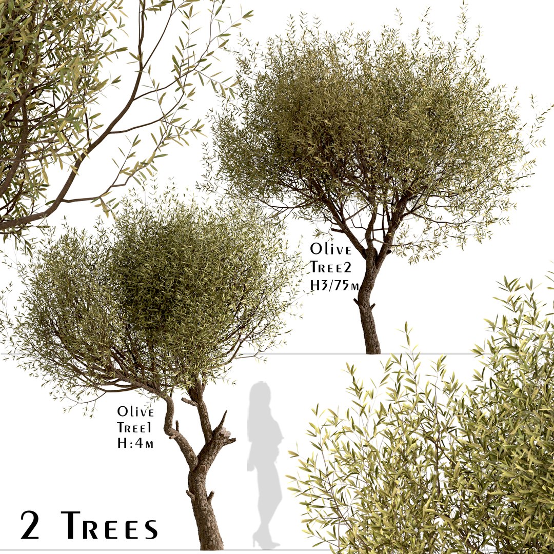 3D Set of Olive or Olea Europaea Trees- 2 Trees - TurboSquid 1996650