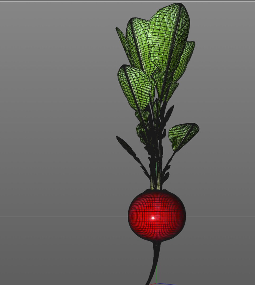 3D Radish Model - TurboSquid 1544600
