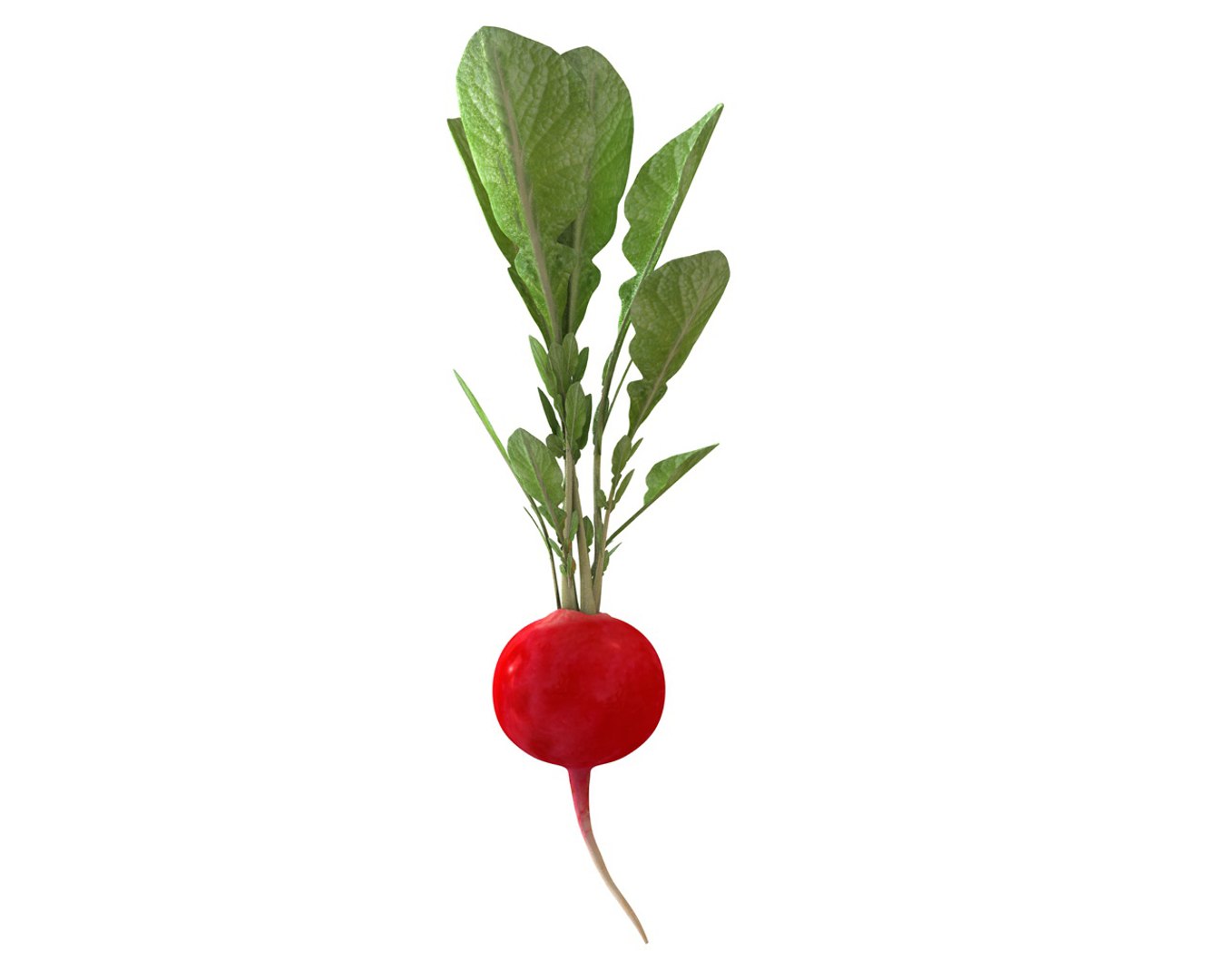 3D Radish Model - TurboSquid 1544600
