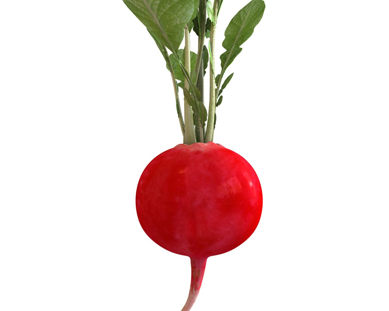 3D Radish Model - TurboSquid 1544600
